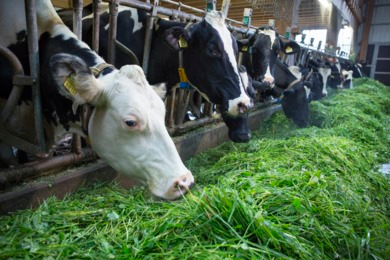 Tierhaltung und Tierwohl